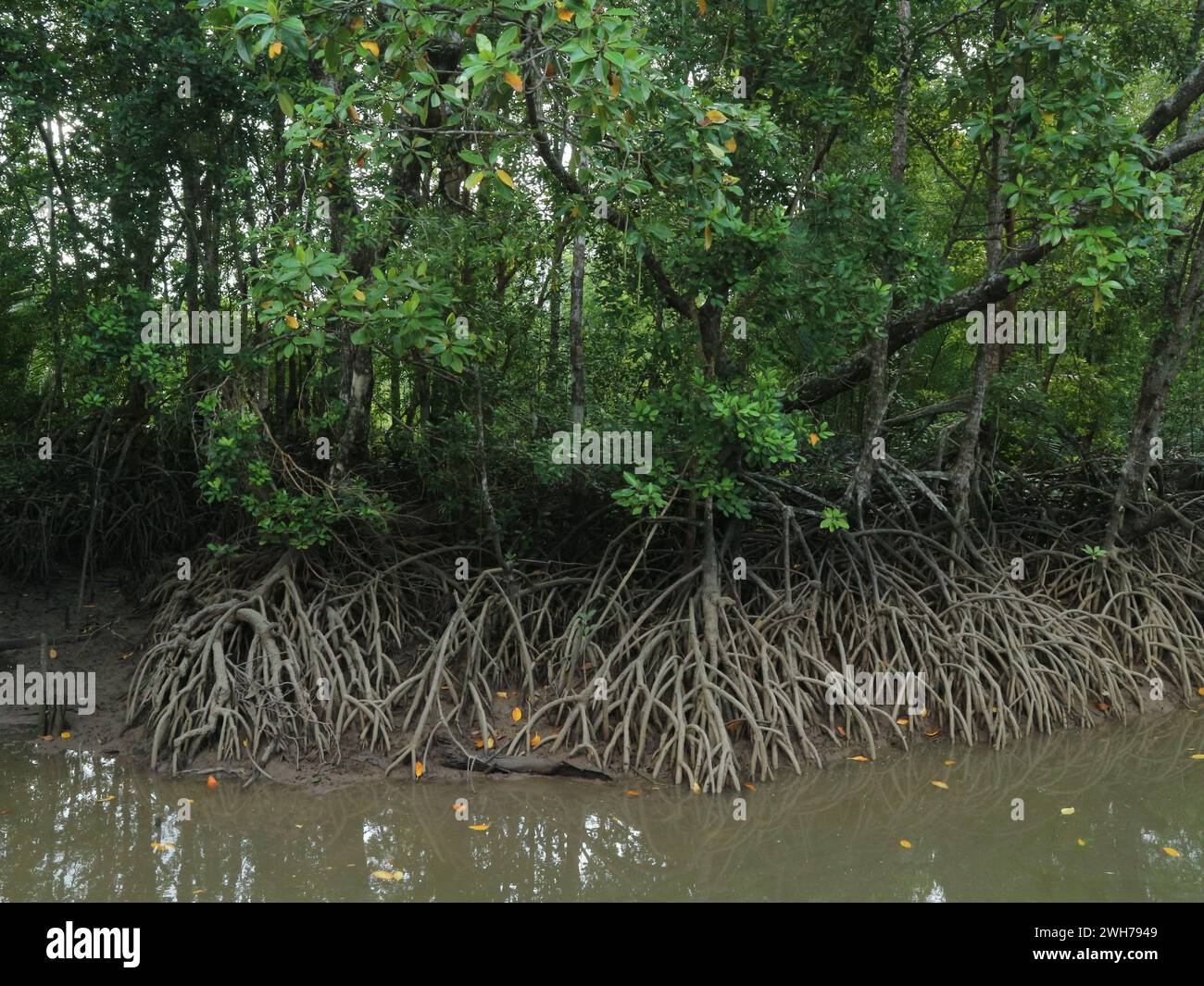 Mangroves forests hi-res stock photography and images - Alamy