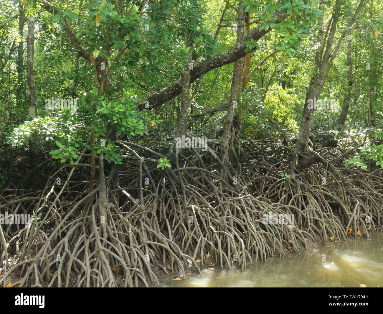 Mangrove forests growing in saltwater swamps are easy to find in ...