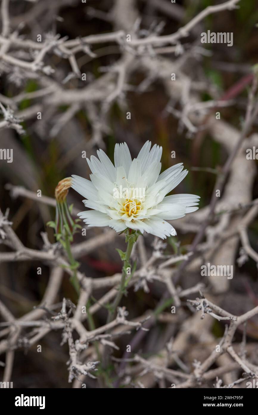 Gravel Ghost, Atrichoseris platyphylla, in bloom in spring in the ...