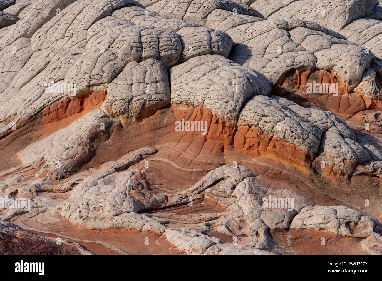 Red stipes in Navajo sandstone brain rock. White Pocket Recreation Area ...