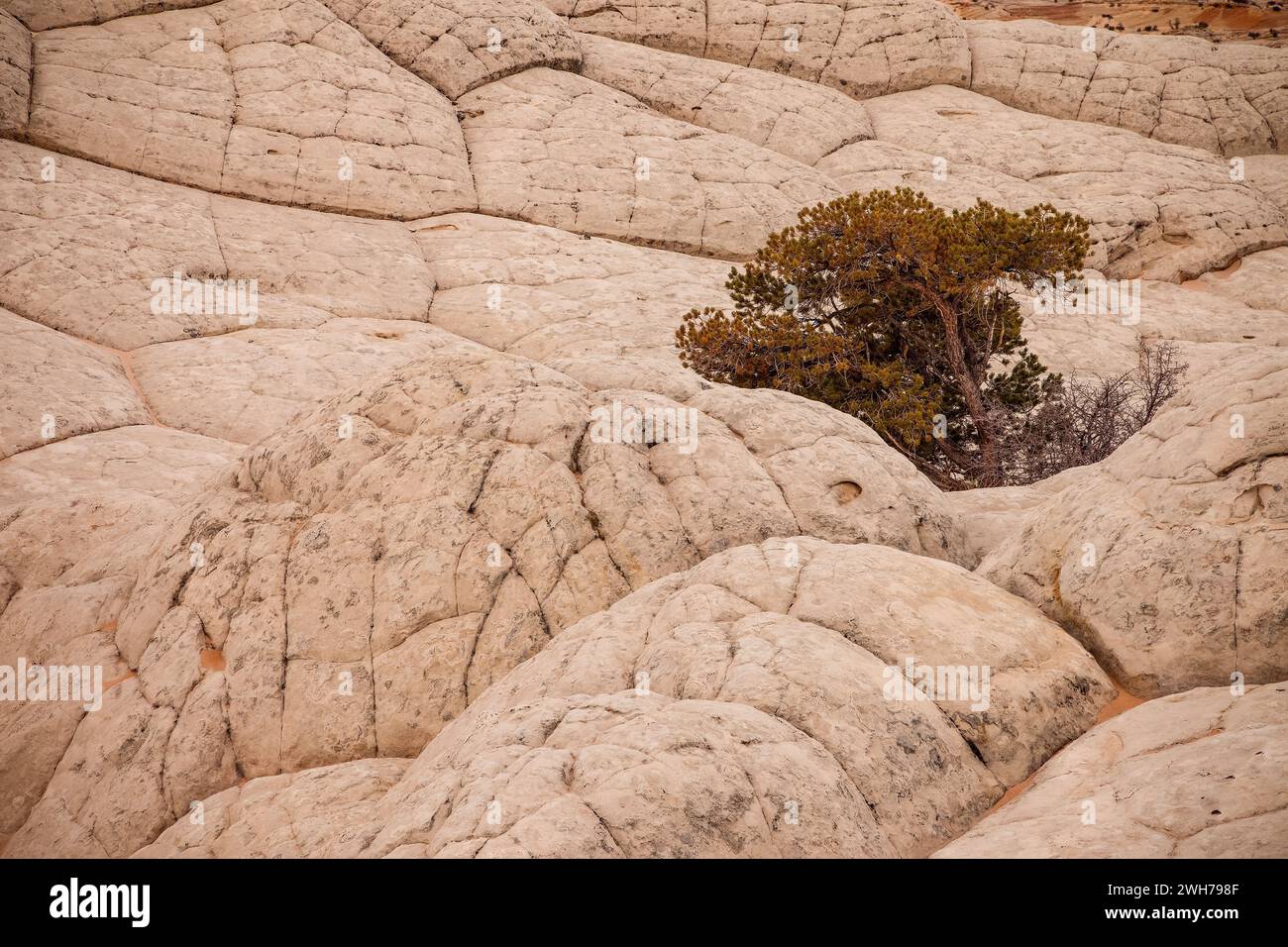 A pinyon tree growing in a pocket in the brain rock. White Pocket ...