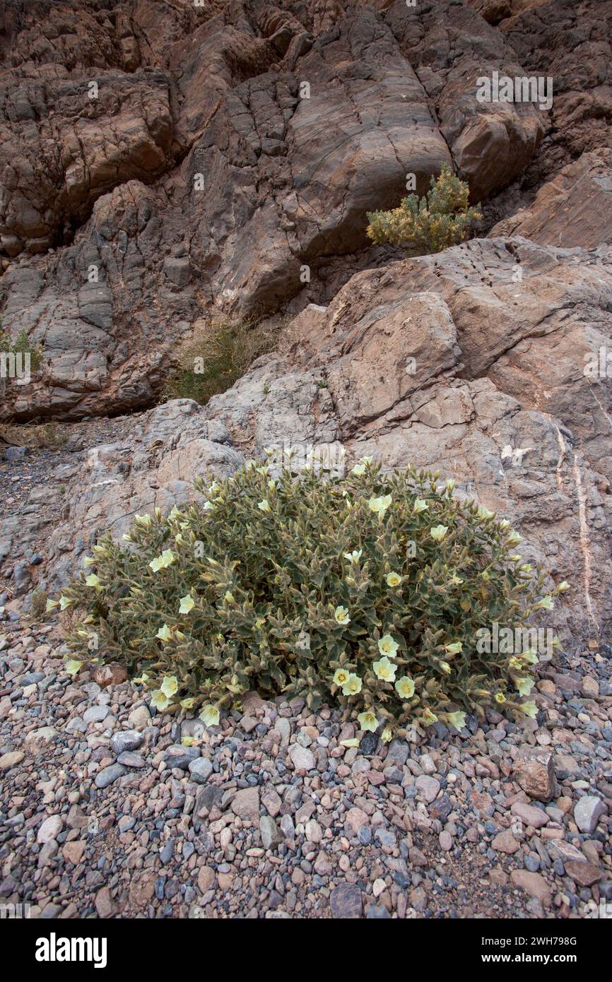 Family loasaceae hi-res stock photography and images - Alamy