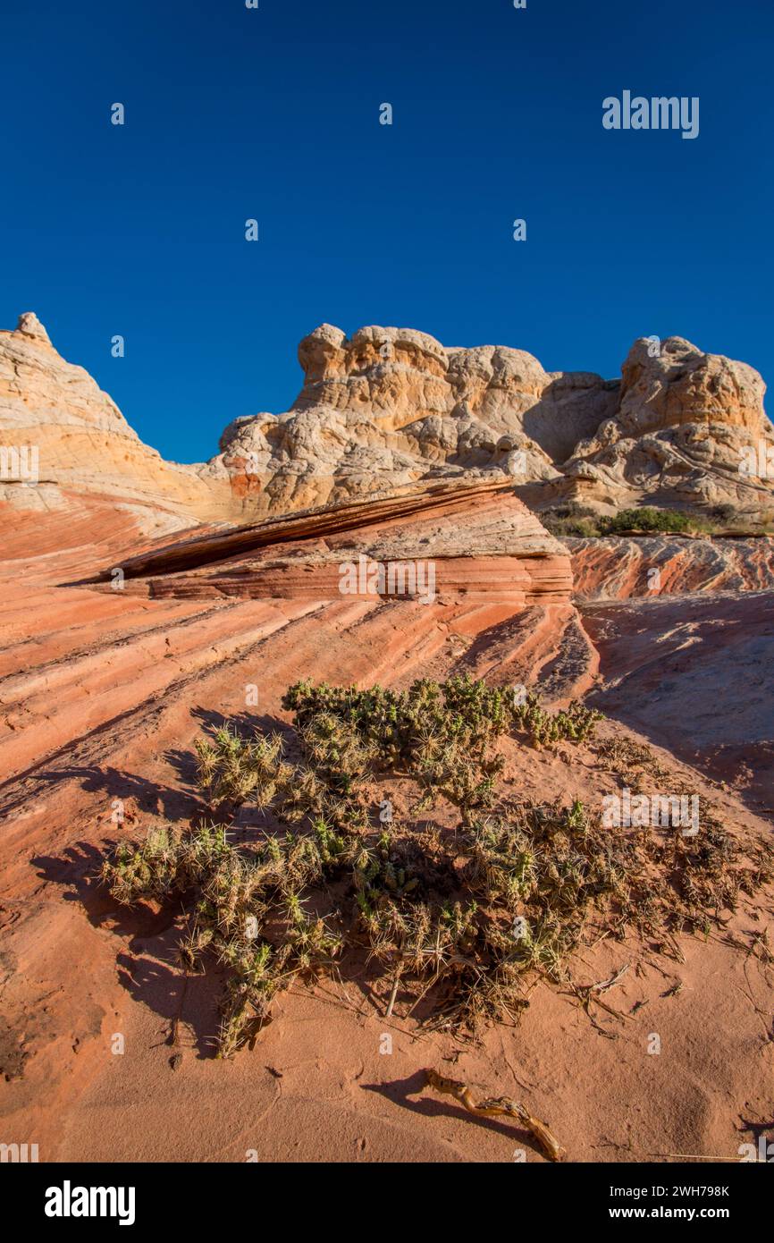 Whipple's Cholla, Cylindropuntia whipplei, in the White Pocket ...