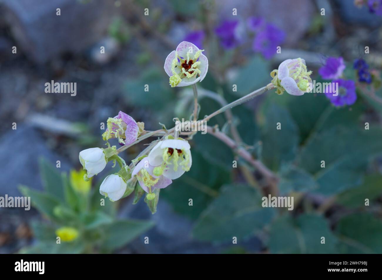 Brown-eyed Primrose, Chylismia claviformis, in bloom in spring in Death ...