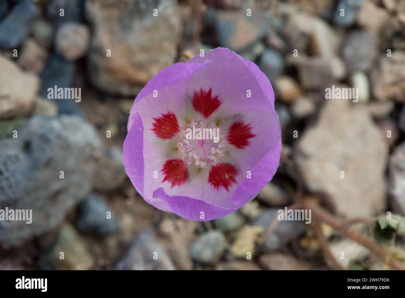Desert Five-spot, Eremalche rotundifolia, in bloom in spring in Death ...