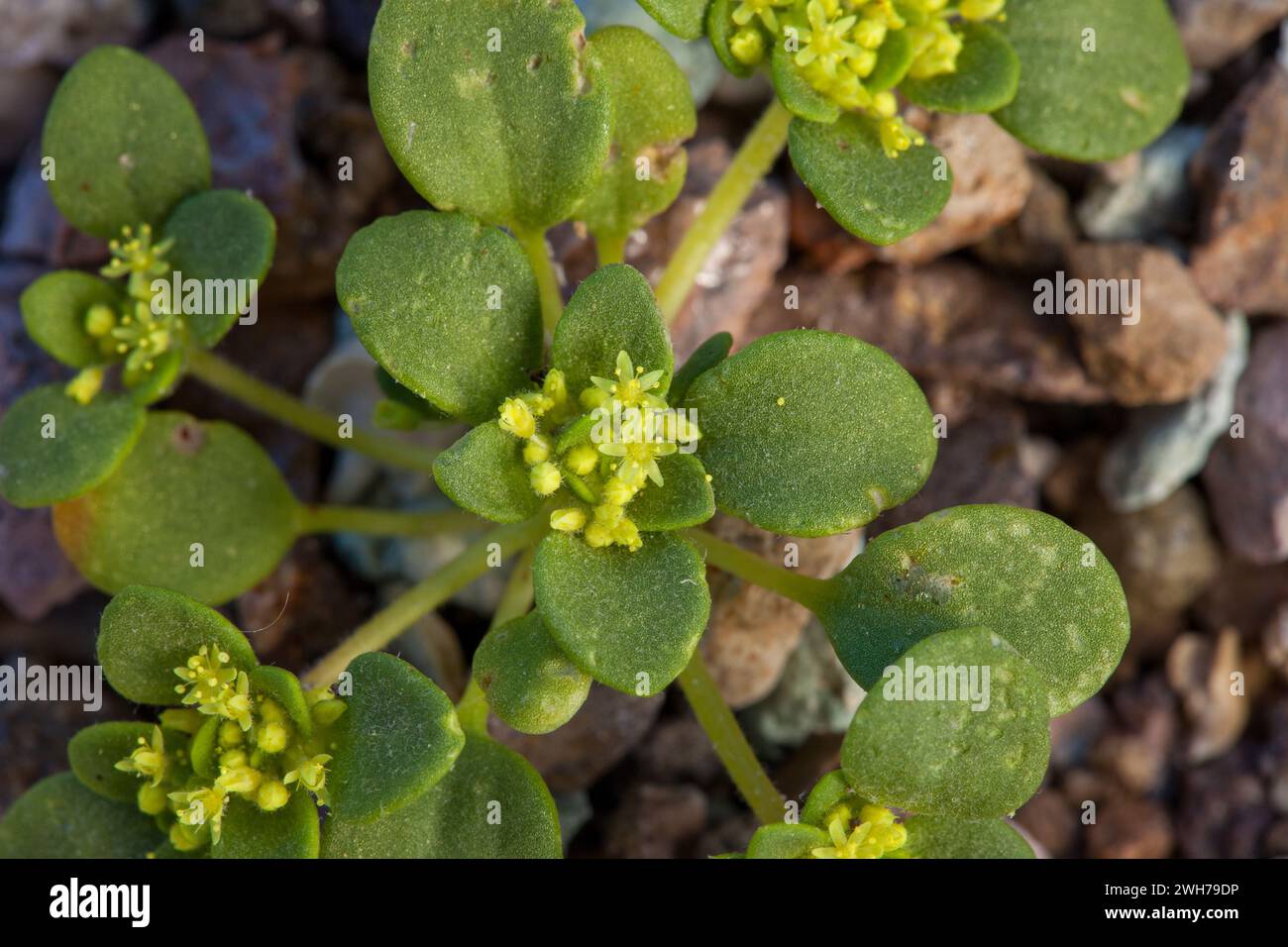 Goldencarpet gilmania luteola hi-res stock photography and images - Alamy
