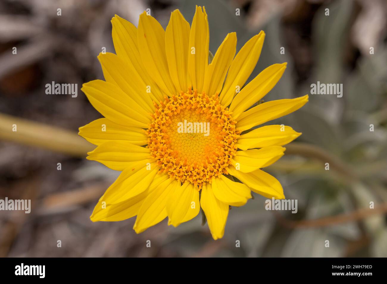 Neer death valley hi-res stock photography and images - Alamy