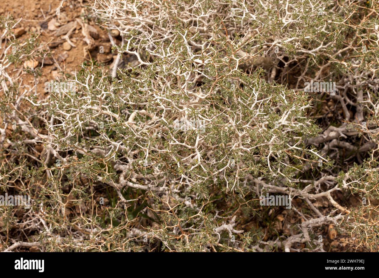 Blackbrush, Coleogyne ramosissima, is a woody shrub in the Mojave ...