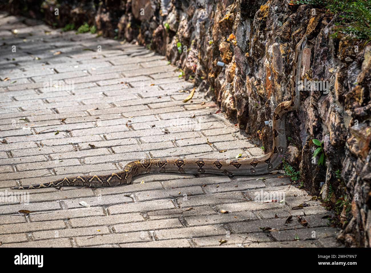 Yellow boa constrictor hi-res stock photography and images - Alamy