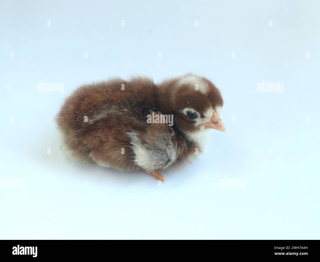 Chick isolated on white background Stock Photo - Alamy