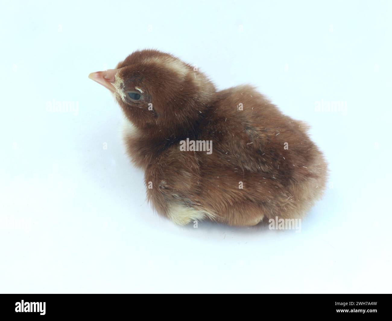 Chick isolated on white background Stock Photo - Alamy
