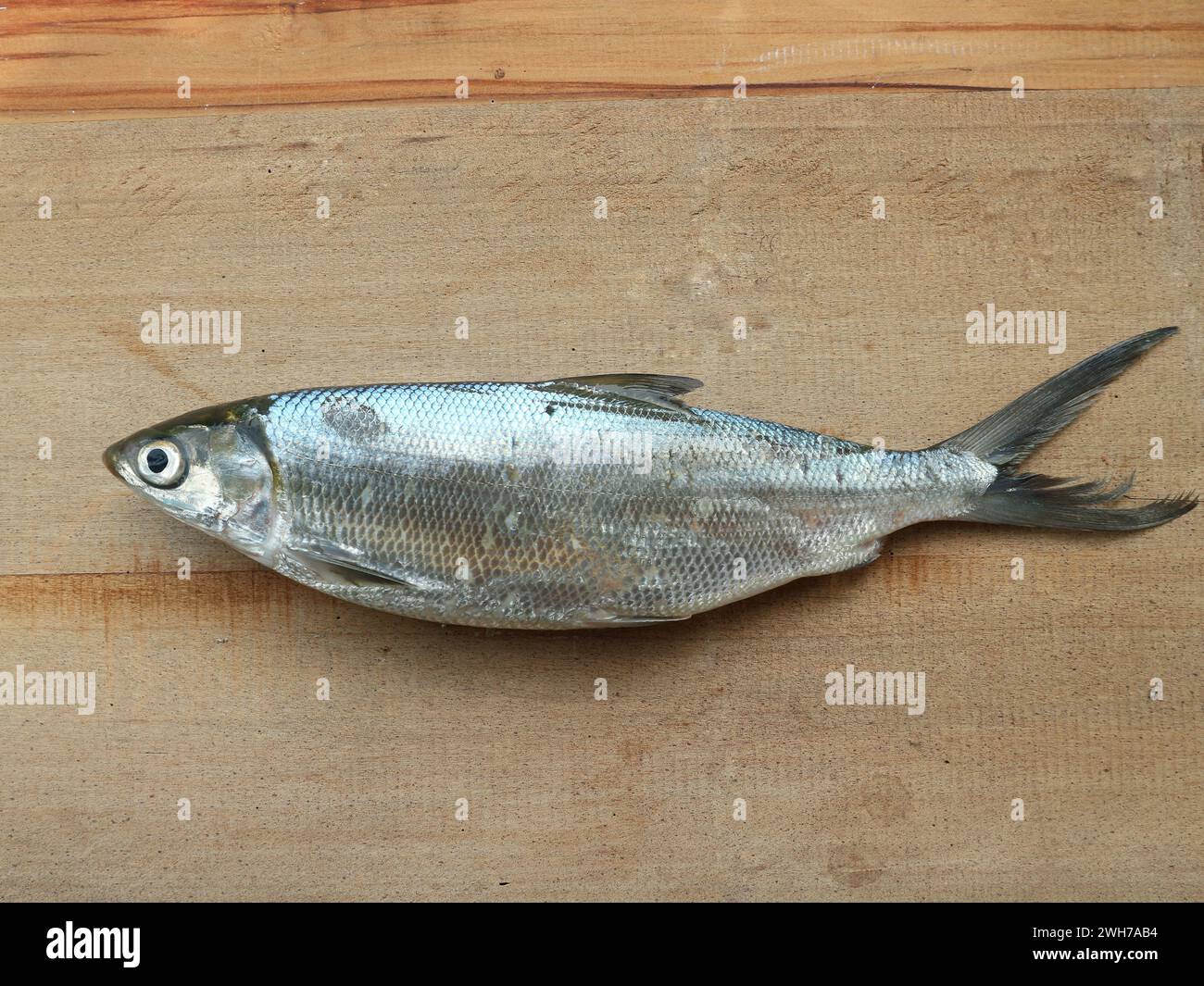 Milkfish hi-res stock photography and images - Alamy