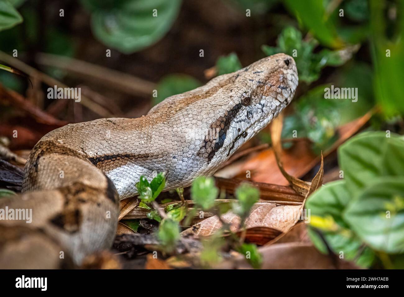 Yellow boa constrictor hi-res stock photography and images - Alamy