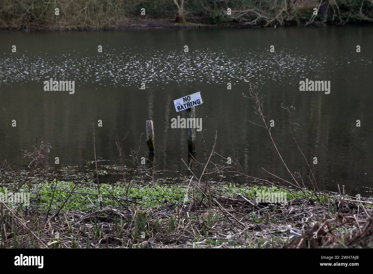 Friday Street Surrey England No Bathing Sign in Hammer Pond Stock Photo ...
