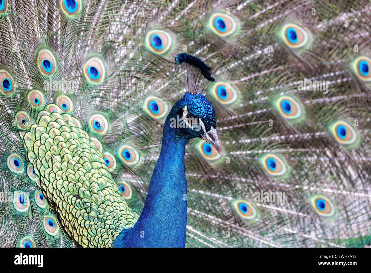 The Common Peafowl (Pavo cristatus), commonly known as the Peacock ...