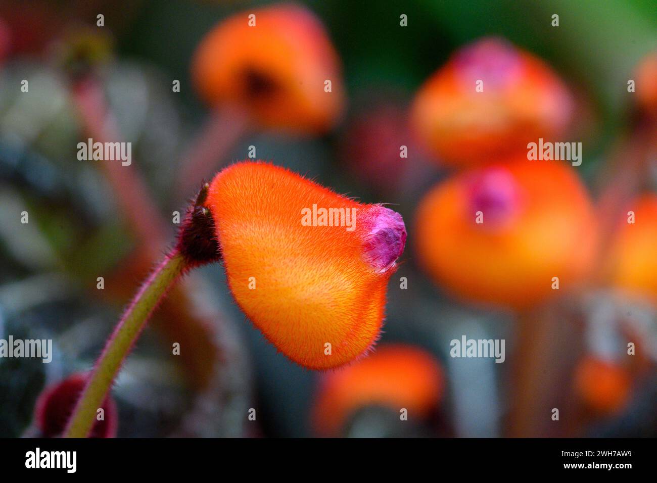 Magdeburg, Germany. 08th Feb, 2024. A kissing-mouth pearcea blooms in ...