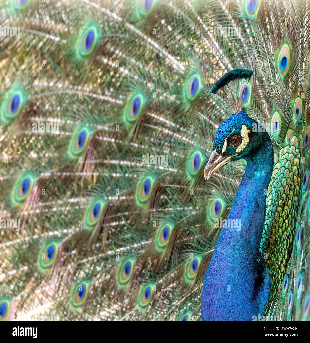 The Common Peafowl (Pavo cristatus), commonly known as the Peacock ...