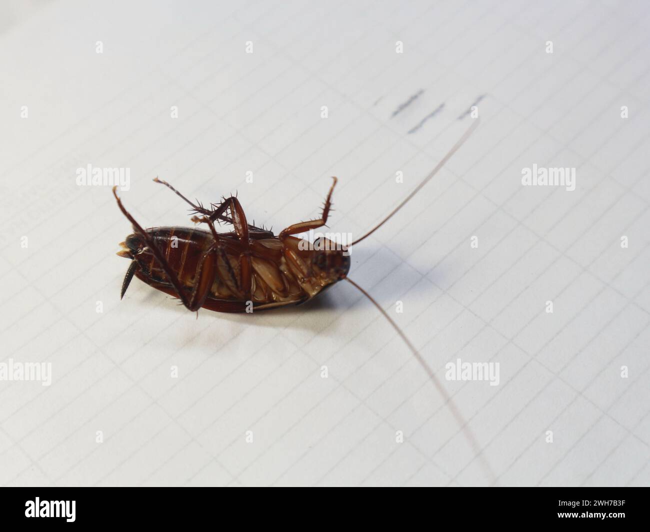 Cockroach legs upside down isolated on white background Stock Photo - Alamy