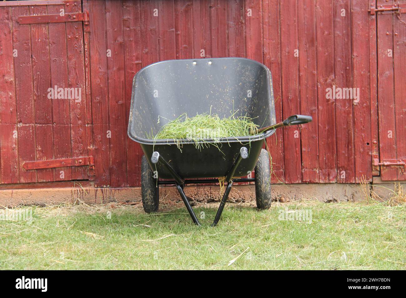 A Plastic Wheelbarrow with Grass Feed for a Horse Stable Stock Photo ...