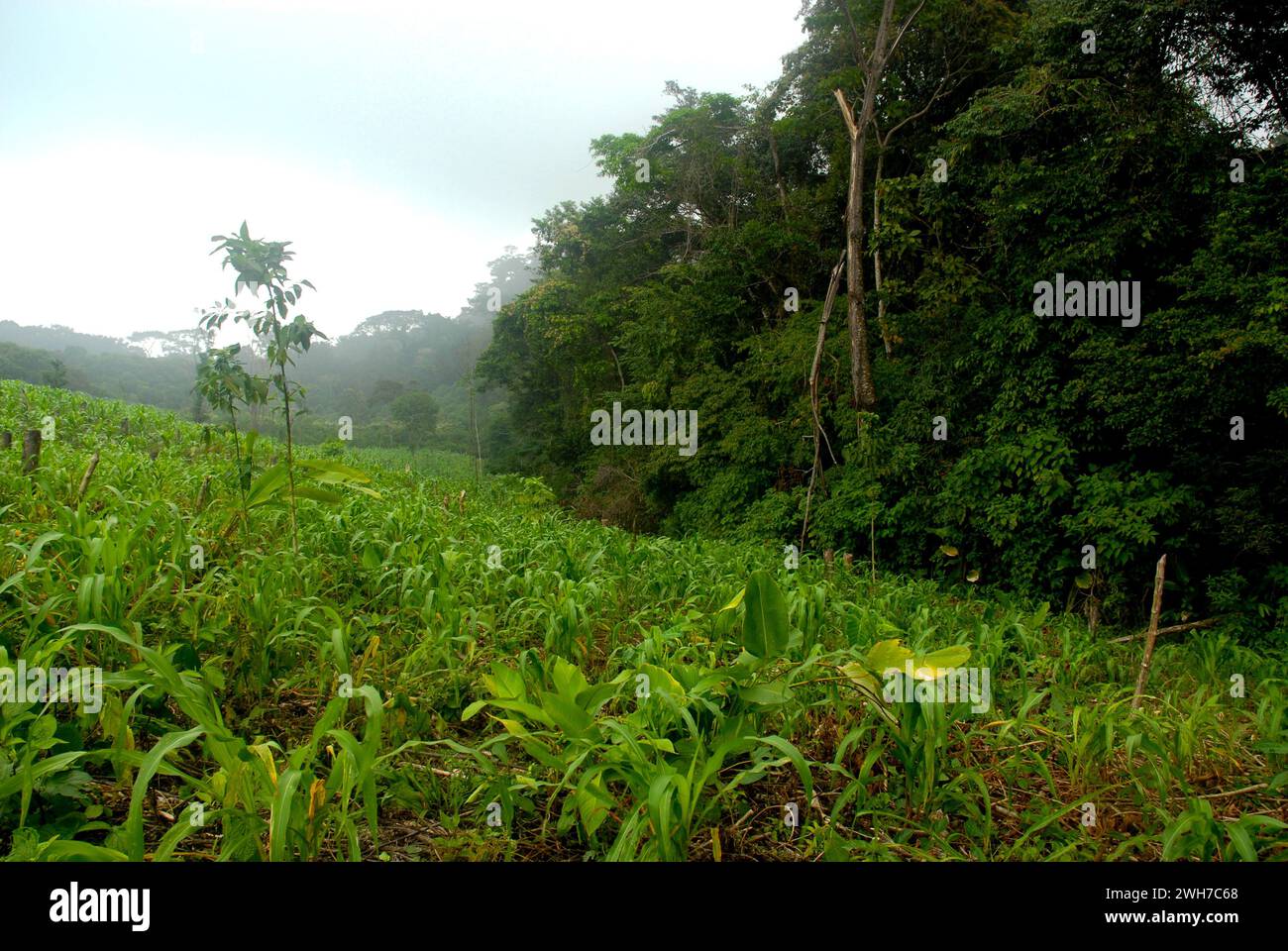 An Example Of Deforestation In Order To Plant Corn Fields In Palenque