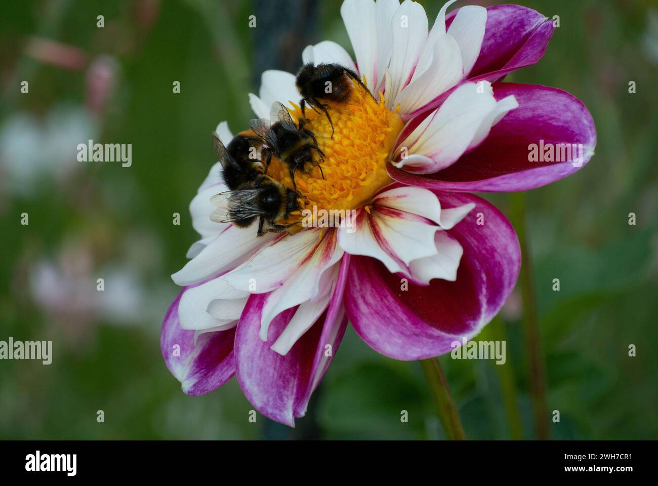 Paris, France, Close up, View, Bees pollinating Flowers in Plants Urban ...