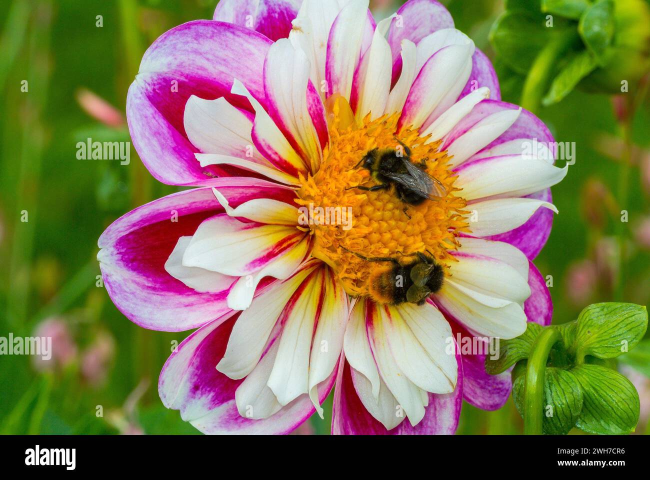 Paris, France, Close up, View, Bees pollinating Flowers in Plants Urban ...