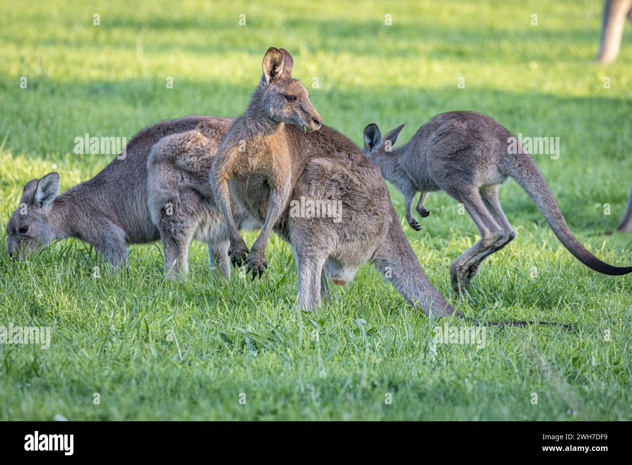 Family of Kangaroos (Macropodidae), Australia Stock Photo - Alamy