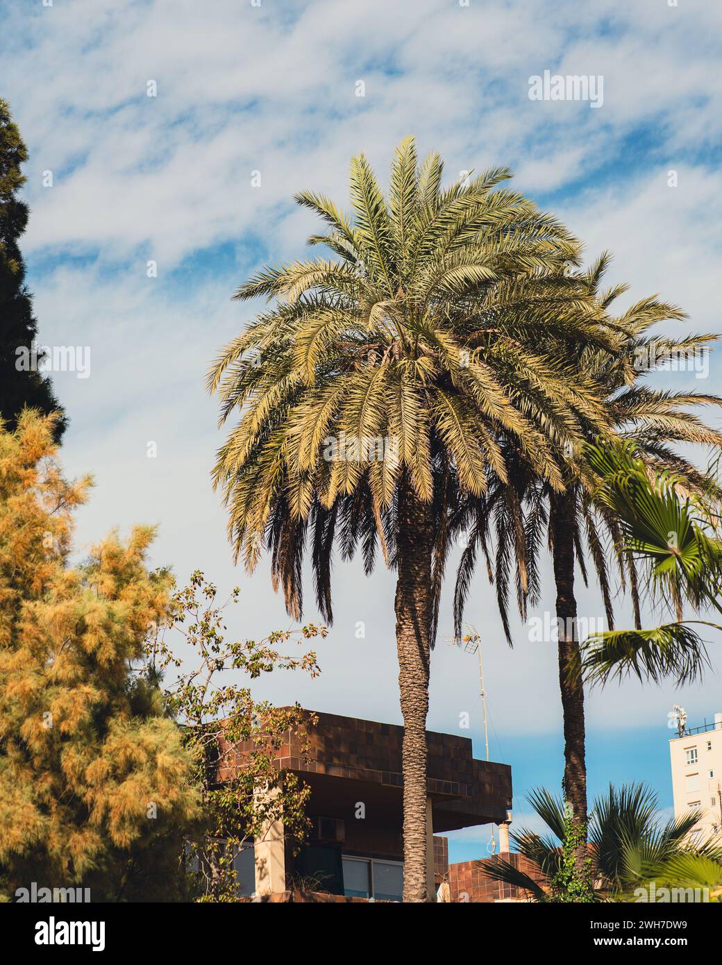 Palm trees gracefully adorn the backyard, complemented by a picturesque ...