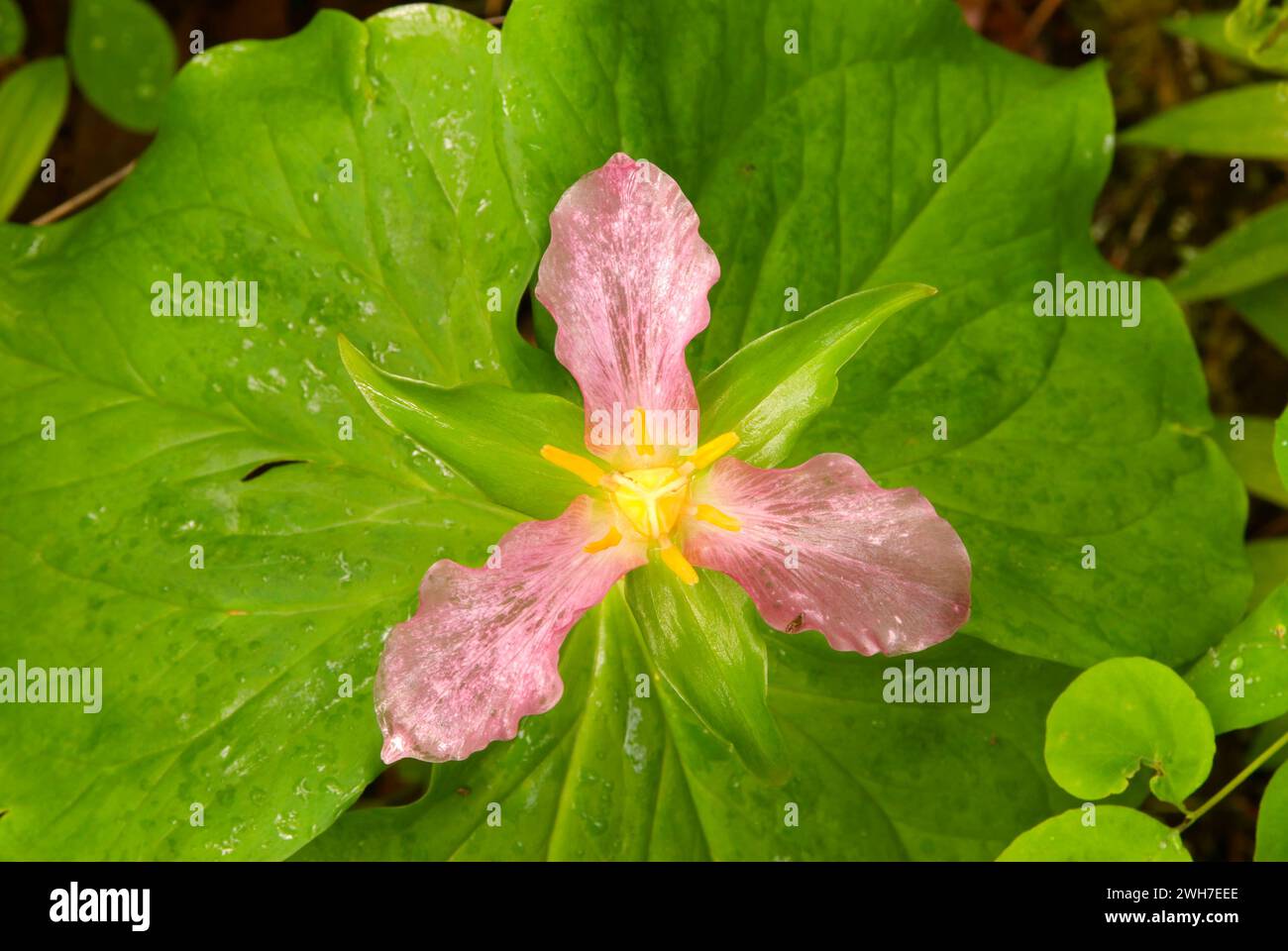 Trillium, Fisherman's Bend Recreation Area, Salem District Bureau of Land Management, Oregon ...