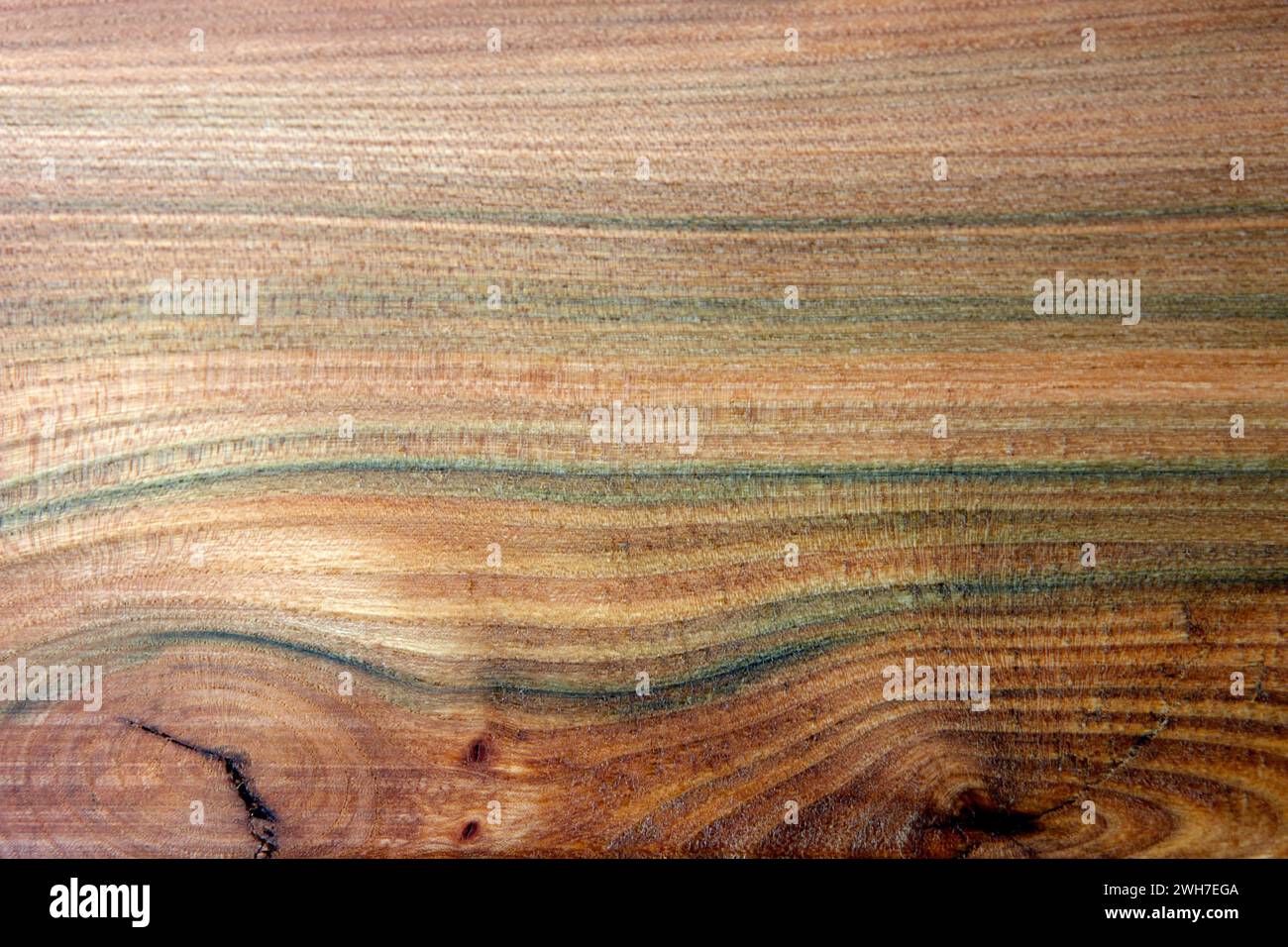 Irish elm hi-res stock photography and images - Alamy