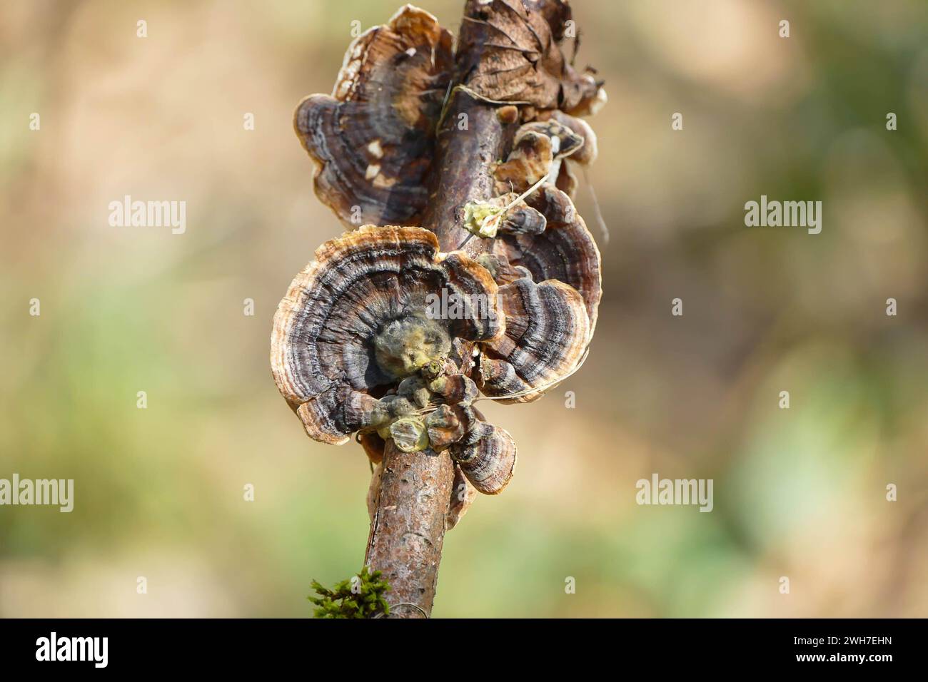 Mushrooms on deadwood hi-res stock photography and images - Alamy