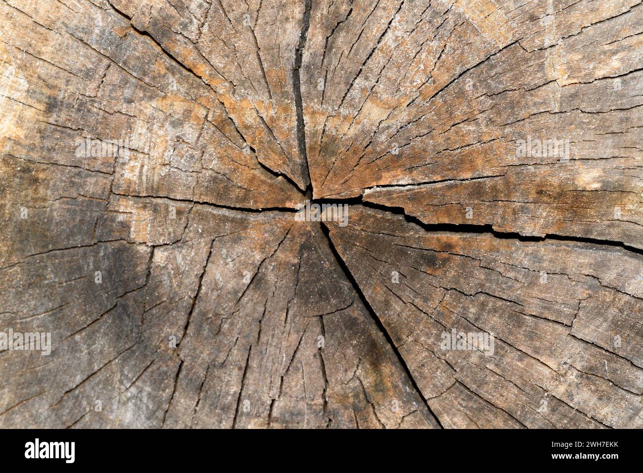 Dry tree trunk with cracks and rings from the age of the tree ...