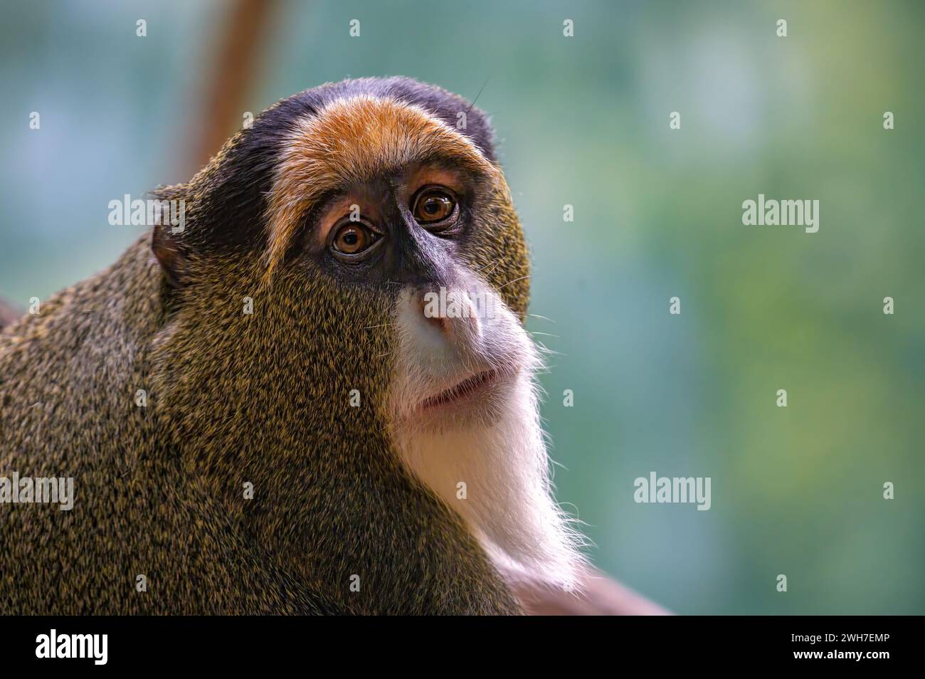 De brazzas closeup hi-res stock photography and images - Alamy