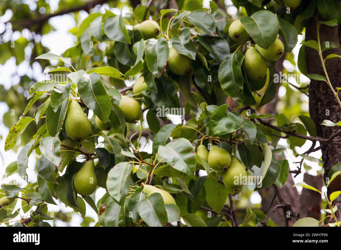 Yellow pears grow and ripening on a tree in a beautiful fruit garden ...