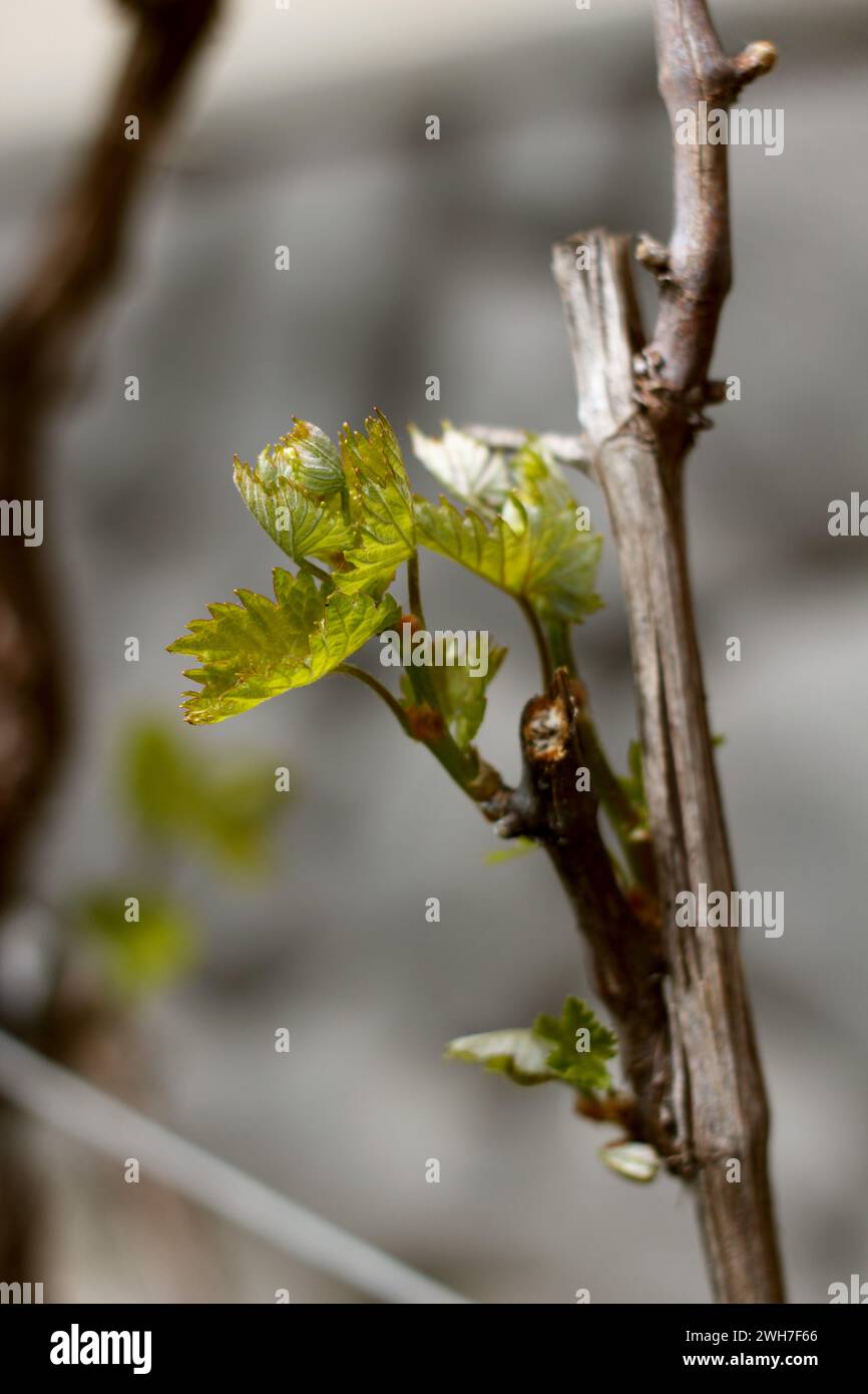 Rod branch with the small growing leaves close up in springtime Stock ...