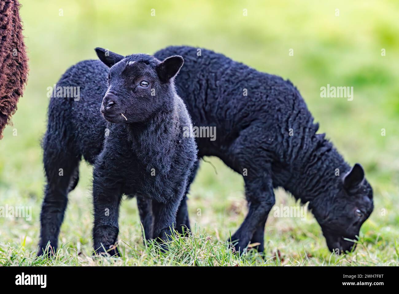 Grazing black lambs hi-res stock photography and images - Alamy