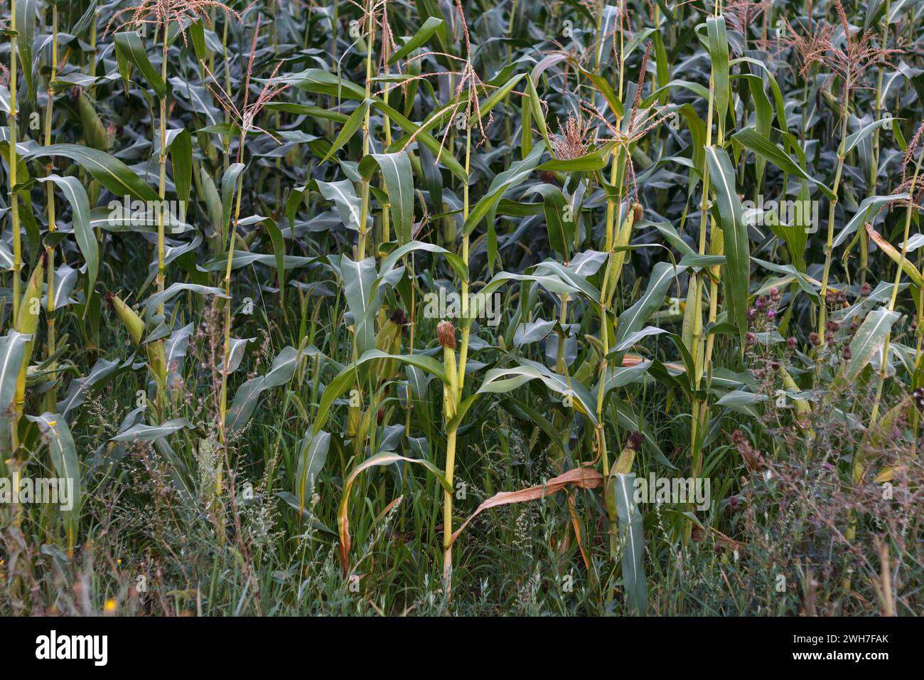 Rural areas and seasons hi-res stock photography and images - Alamy