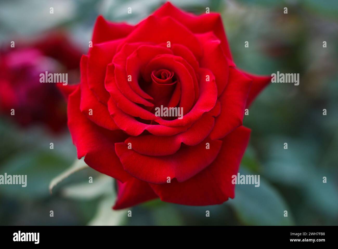 beauty big red rose on a green background from leaves Stock Photo - Alamy