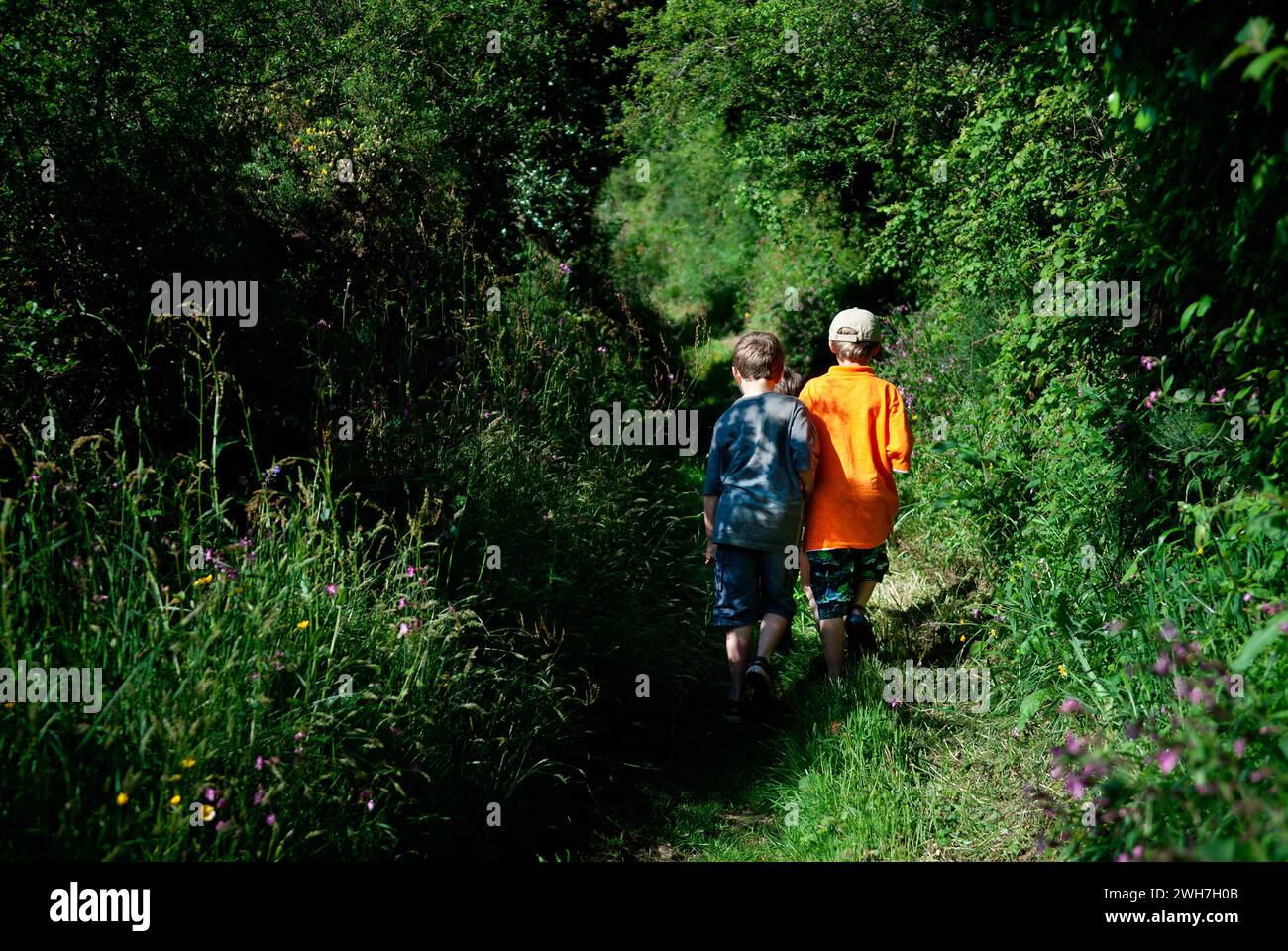 Two young boys walk up a path exploring a sunny wood Stock Photo - Alamy