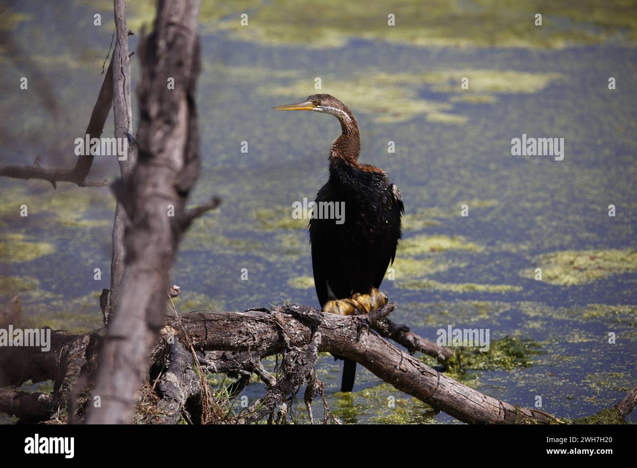 Oriental darters nest hi-res stock photography and images - Alamy