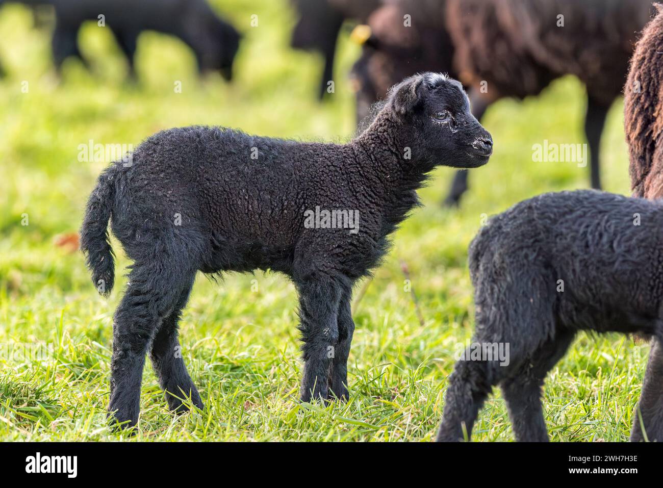 Black Lamb Amongst Flock of Sheep Stock Photo - Alamy