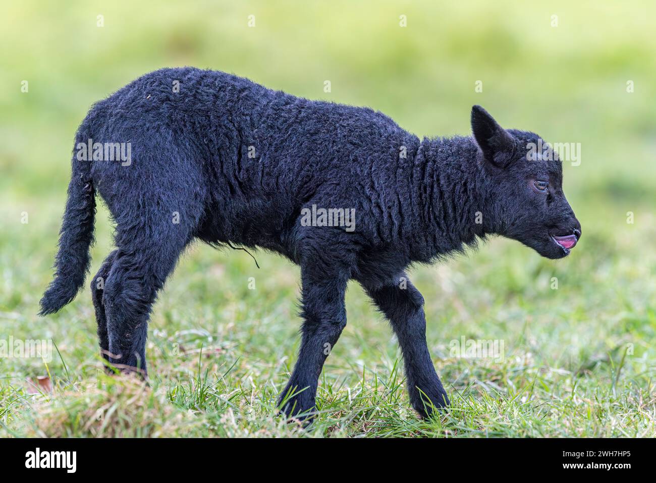 Adorable Black Lamb with Tongue Out, side Profile Stock Photo - Alamy