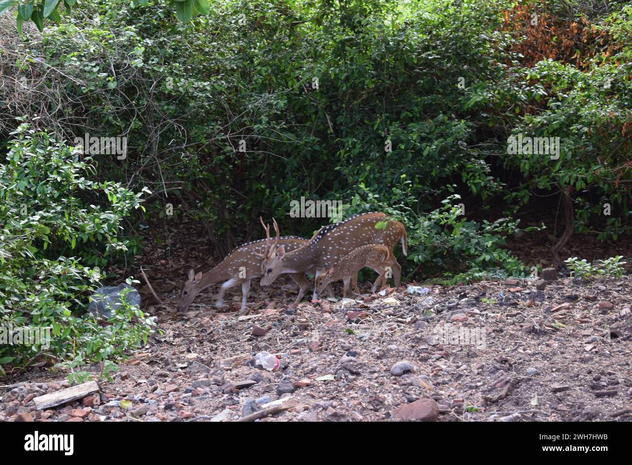 Deer Family - Trincomalee - Sri lanka Stock Photo - Alamy