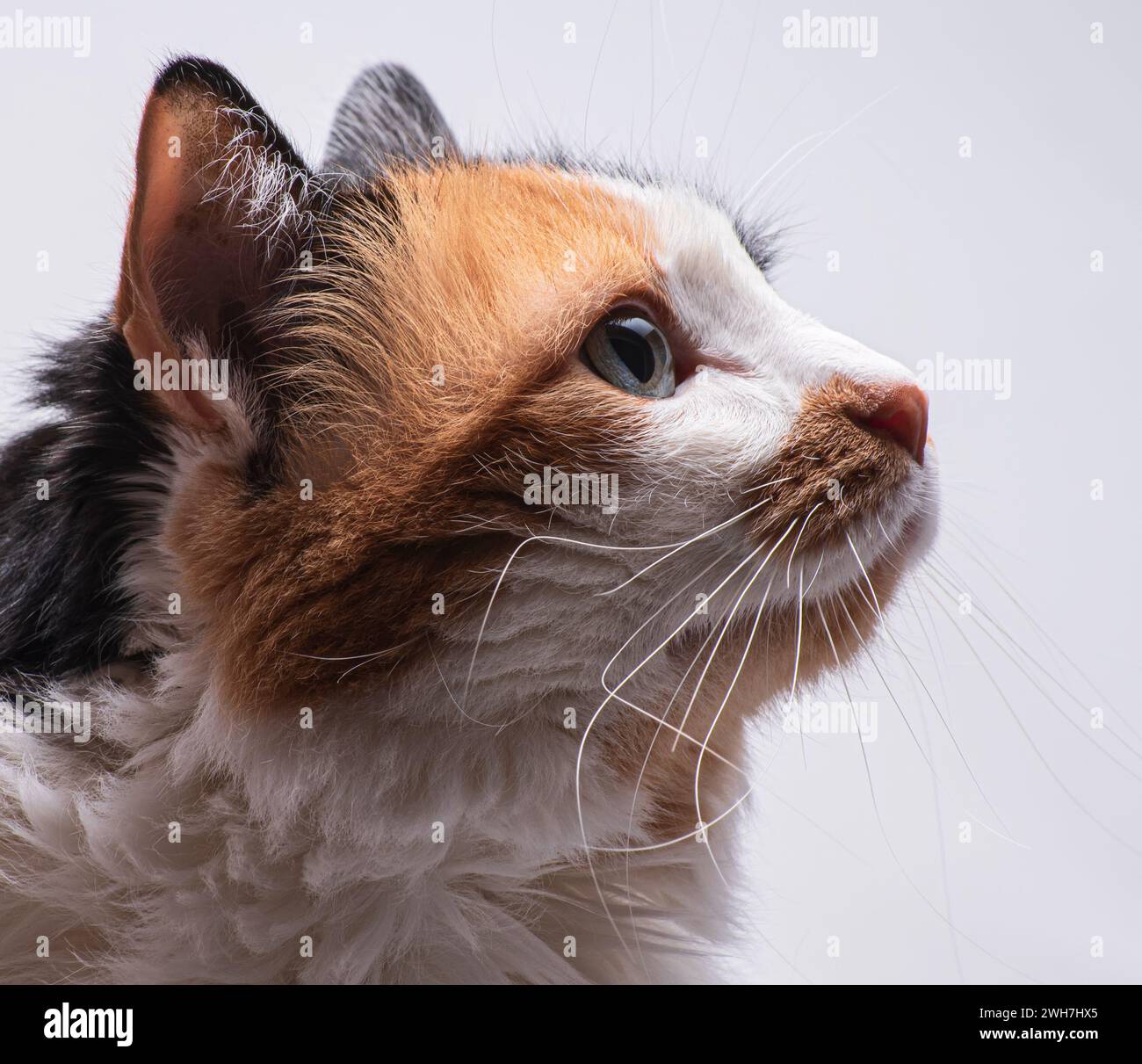 Cat side profile hi-res stock photography and images - Alamy