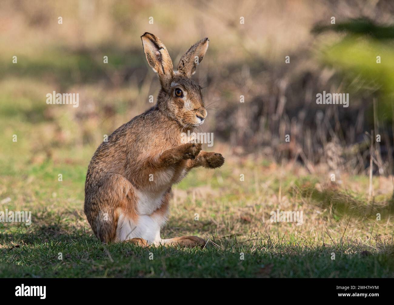 A detailed shot of a Brown Hare ( Lepus europaeus) standing on his hind ...