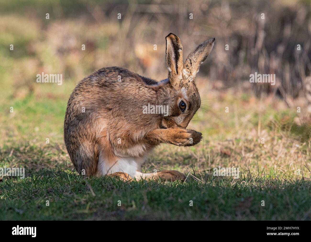 A detailed shot of a Brown Hare ( Lepus europaeus) sitting on his hind ...