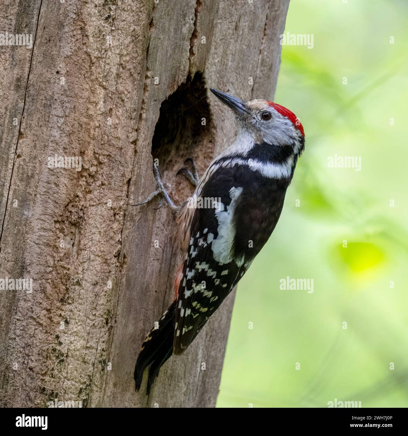 Lago di doberdo hi-res stock photography and images - Alamy