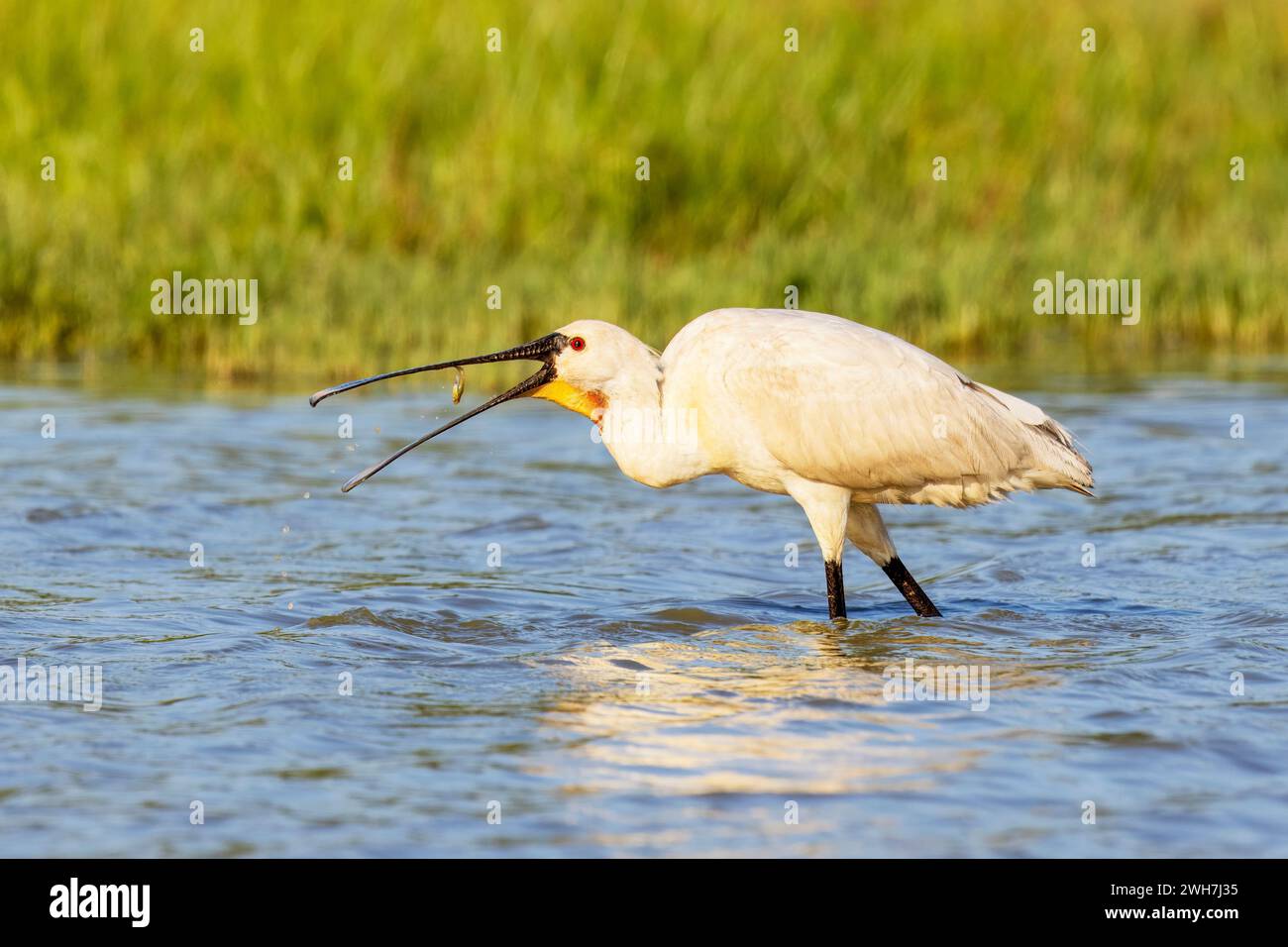Spoonbill, Platalea leucorodia, catching a fish, Isola delle cona ...