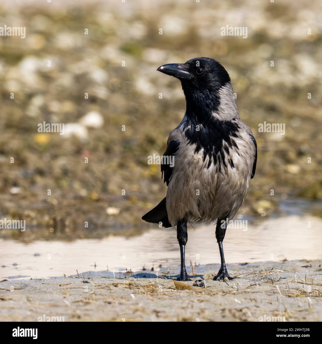 Monfalcone italy hi-res stock photography and images - Alamy