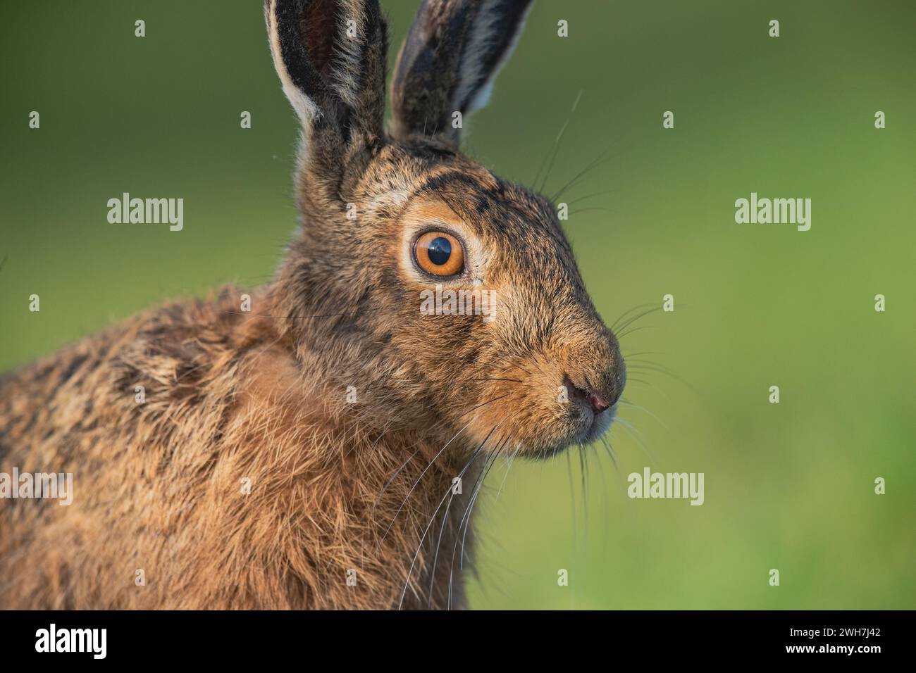 A portrait of a Brown Hare in profile showing wonderful whiskers, huge ...